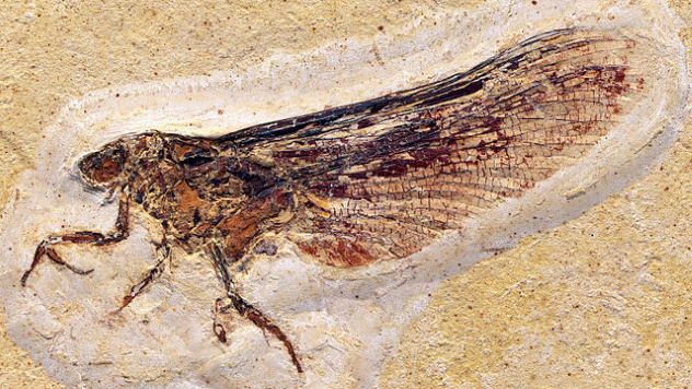 10 Intriguing Ancient Insect Fossils - Listverse
