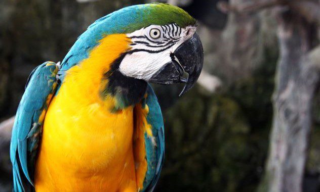 10 Insanely Skilled Animals Famous for Having Human Jobs - Listverse