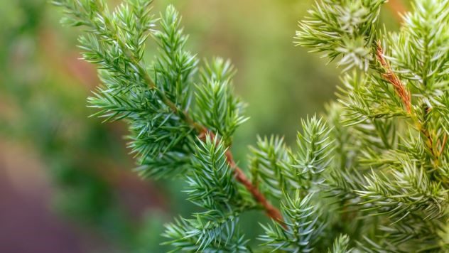 10 Unusual Pieces of Evidence That Helped Solve Murder Cases - Listverse