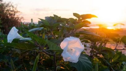 10 Tragic Disappearances and Deaths in Joshua Tree National Park ...