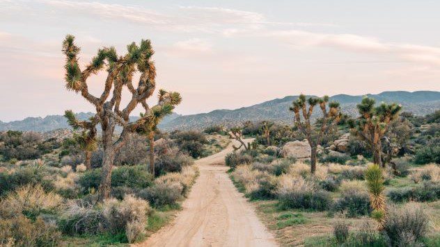 10 Tragic Disappearances and Deaths in Joshua Tree National Park ...