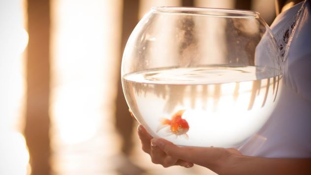 The 10 Most Useless Inventions in Human History - Listverse