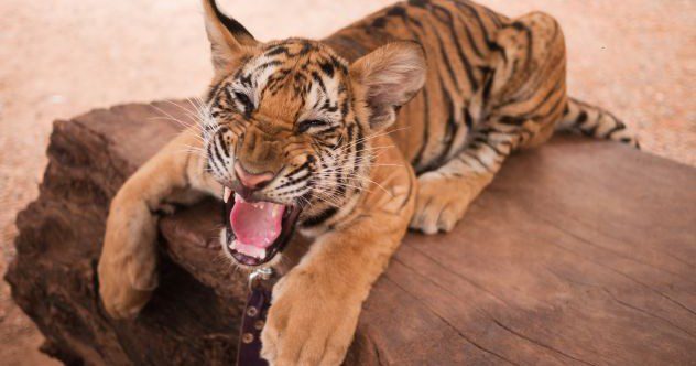 10 Shocking Incidents Involving Zoo and Circus Animals - Listverse